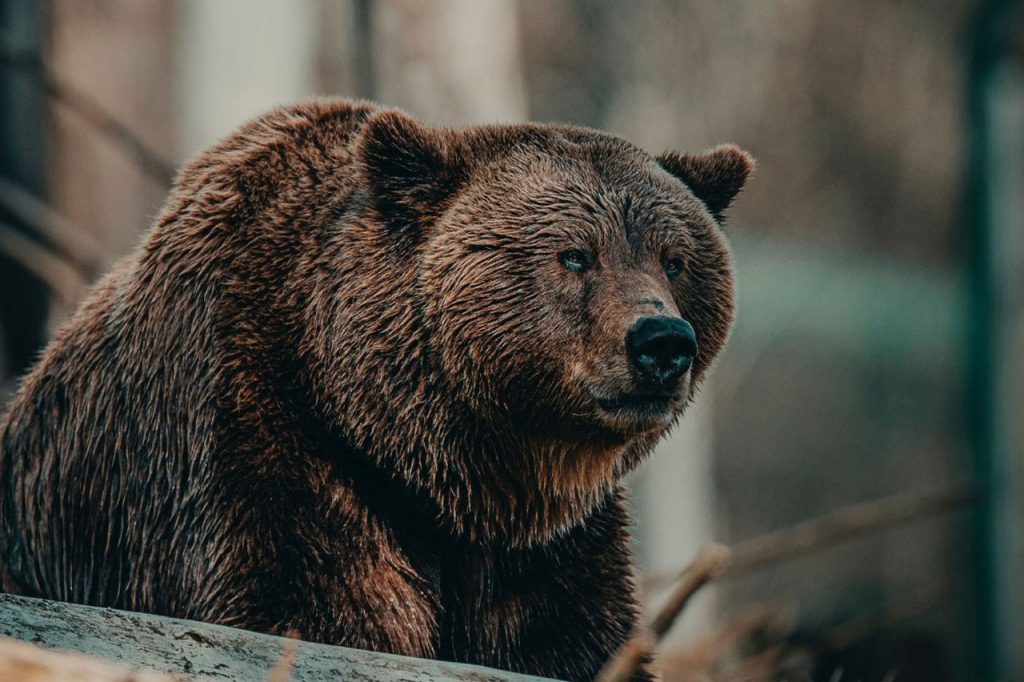What do we hunt in Croatia