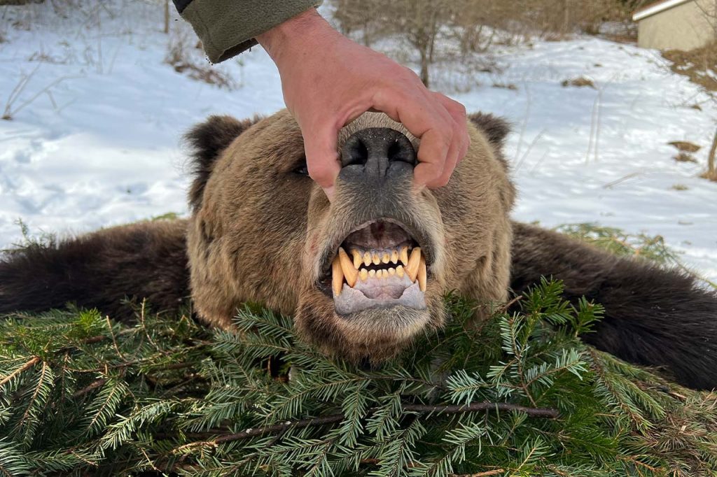 Brown Bear Hunt in Croatia