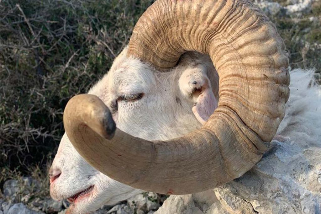 What do we hunt in Croatia