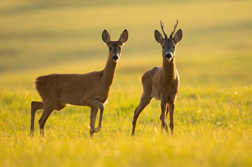 What do we hunt in Croatia